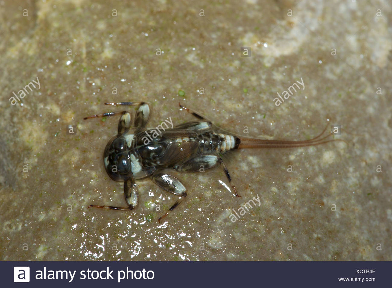 Mayfly Larva High Resolution Stock Photography and Images - Alamy
