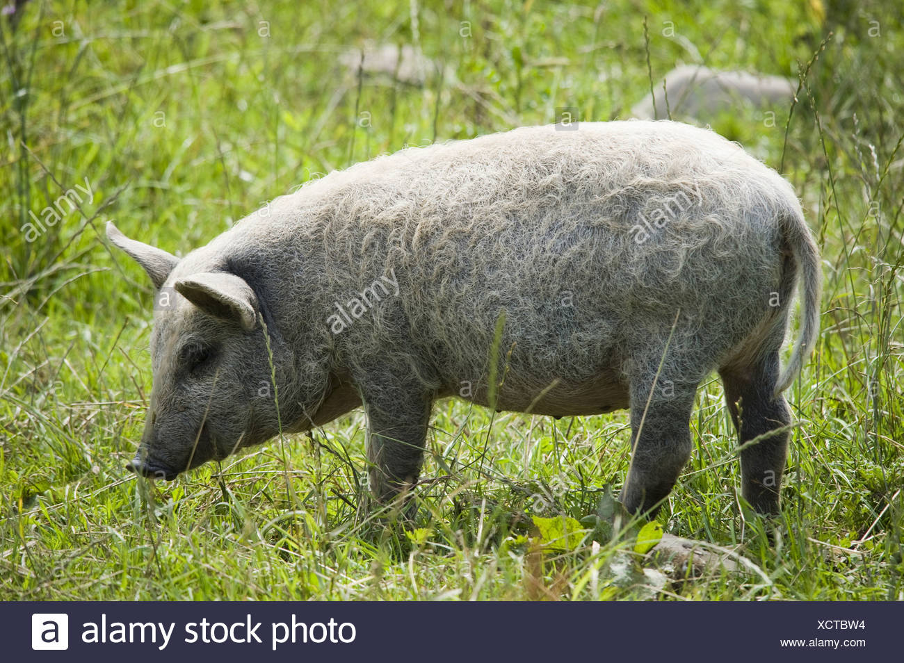 Curly Haired Pig High Resolution Stock Photography and Images - Alamy