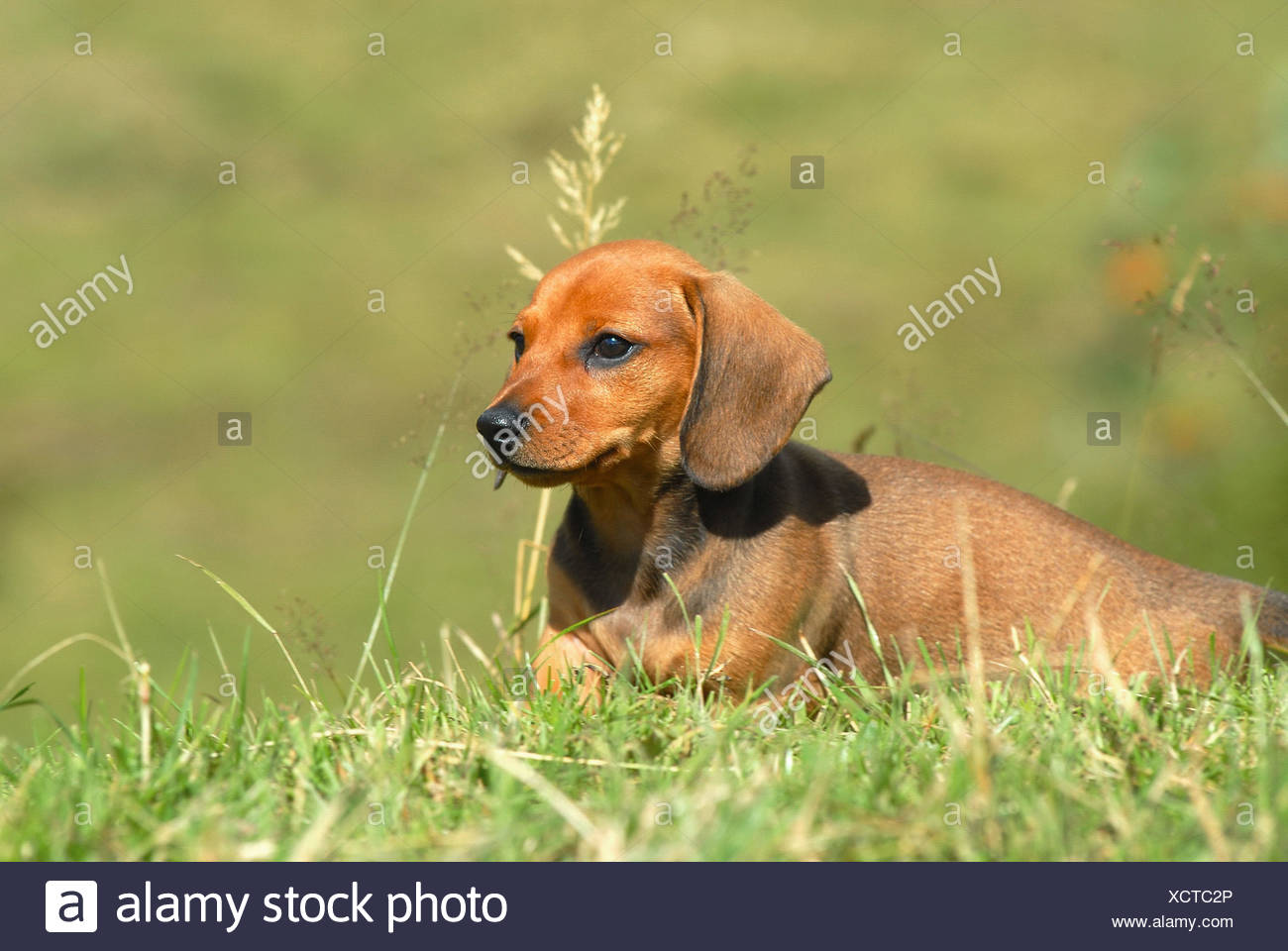 Teckel Hunting High Resolution Stock Photography and Images - Alamy