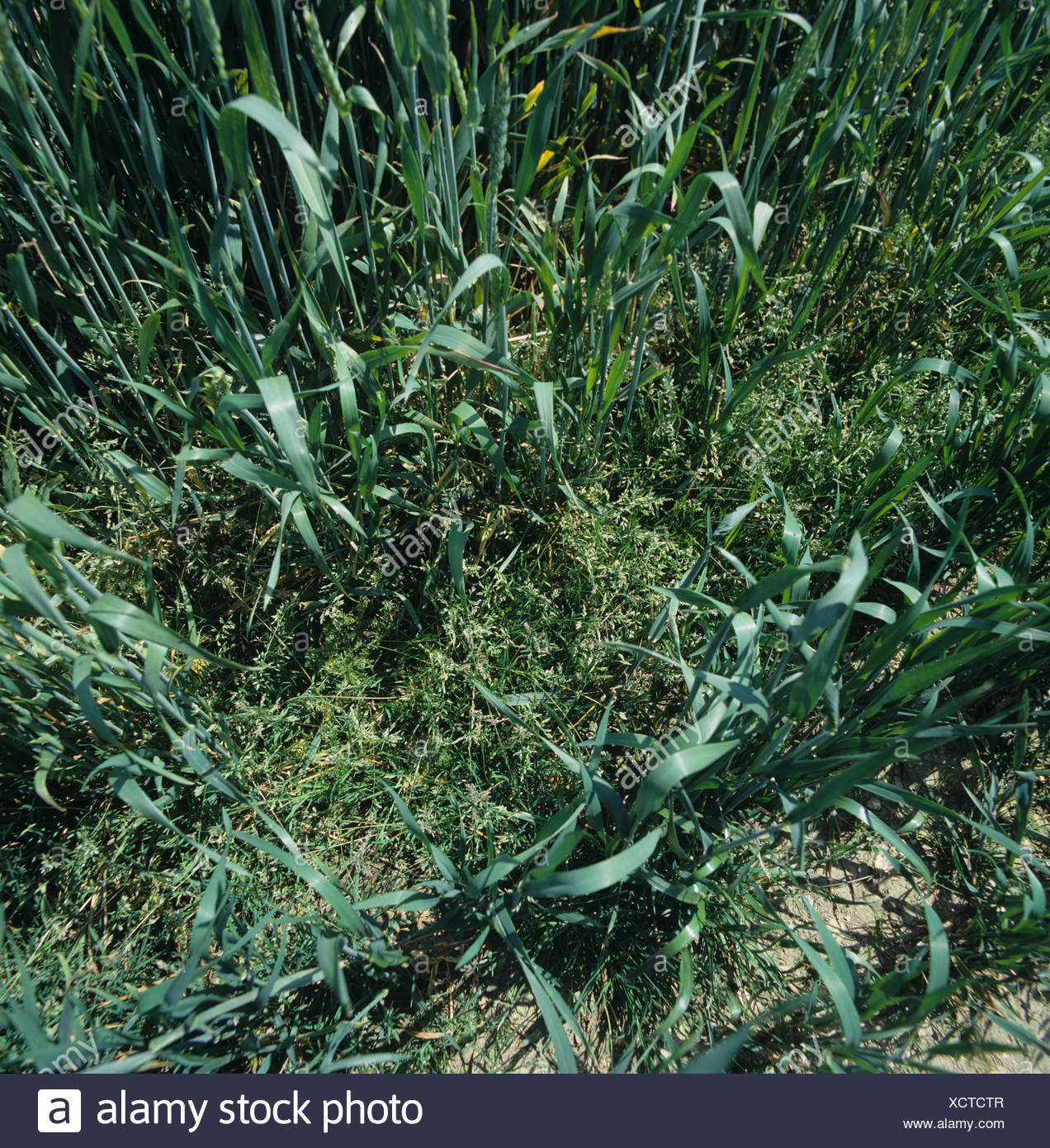 Annual Bluegrass Stock Photos & Annual Bluegrass Stock Images - Alamy