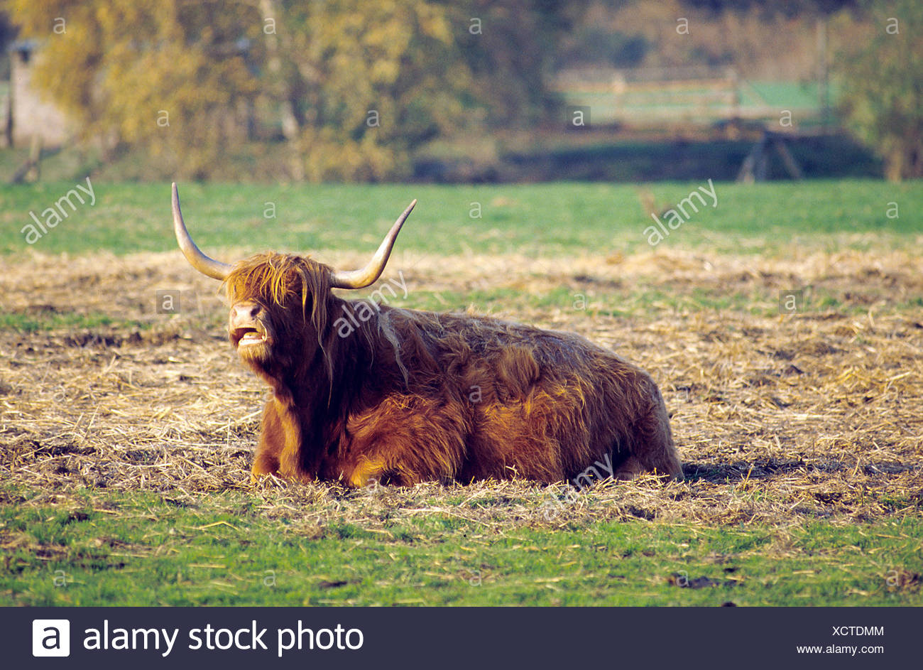Primigenius F Taurus High Resolution Stock Photography and Images - Alamy