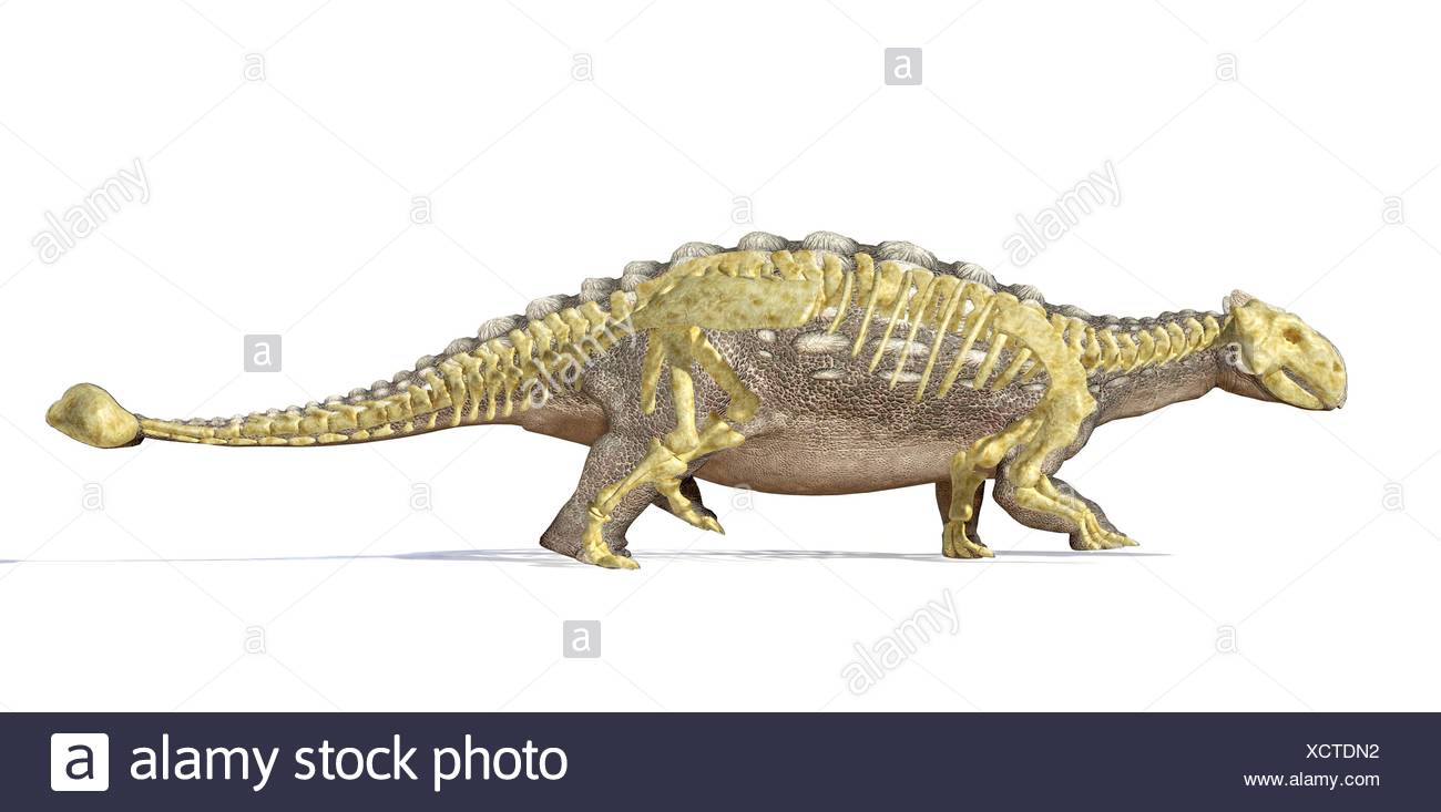 Ankylosaurus Stock Photos & Ankylosaurus Stock Images - Alamy