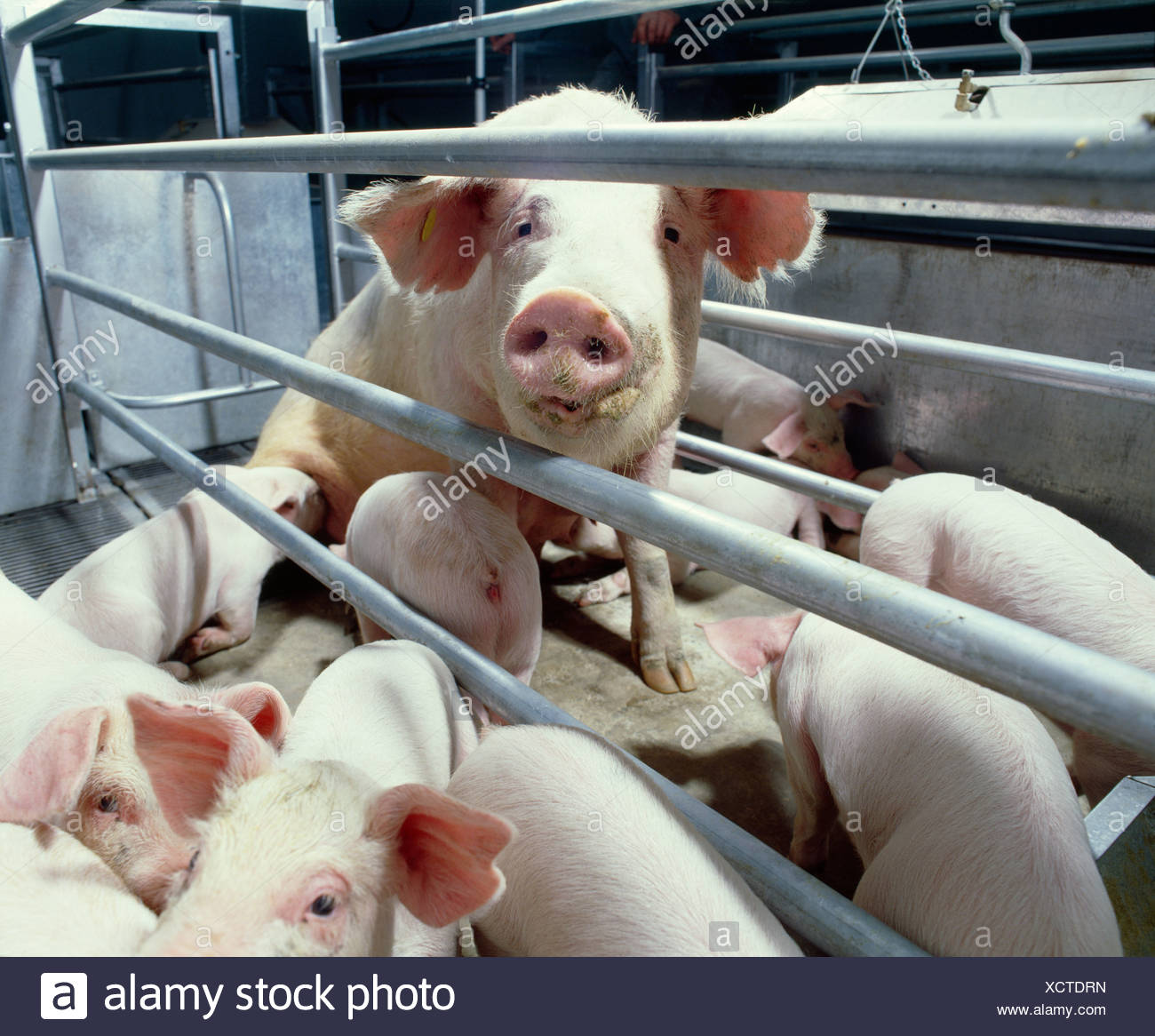 Crossbred Pigs High Resolution Stock Photography and Images - Alamy