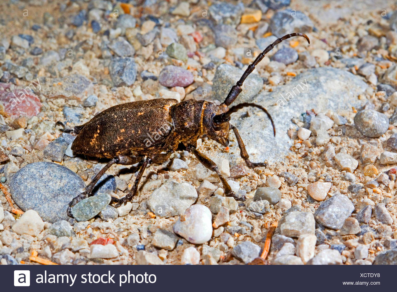 Weaver Beetles High Resolution Stock Photography and Images - Alamy