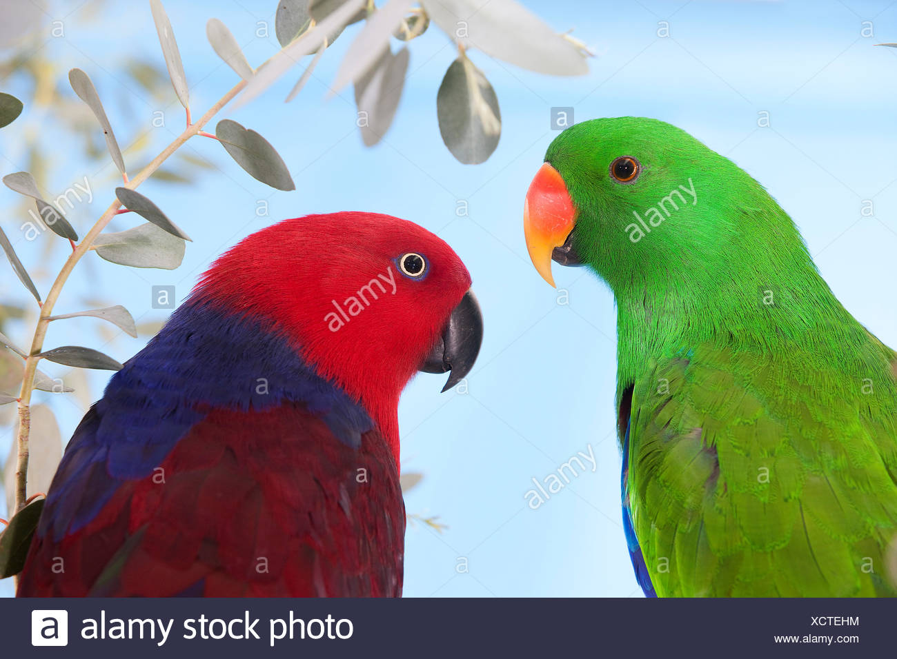 Male Eclectus Parrots High Resolution Stock Photography and Images - Alamy