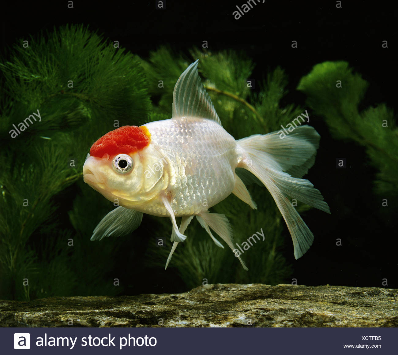 Oranda Goldfish High Resolution Stock Photography and Images - Alamy