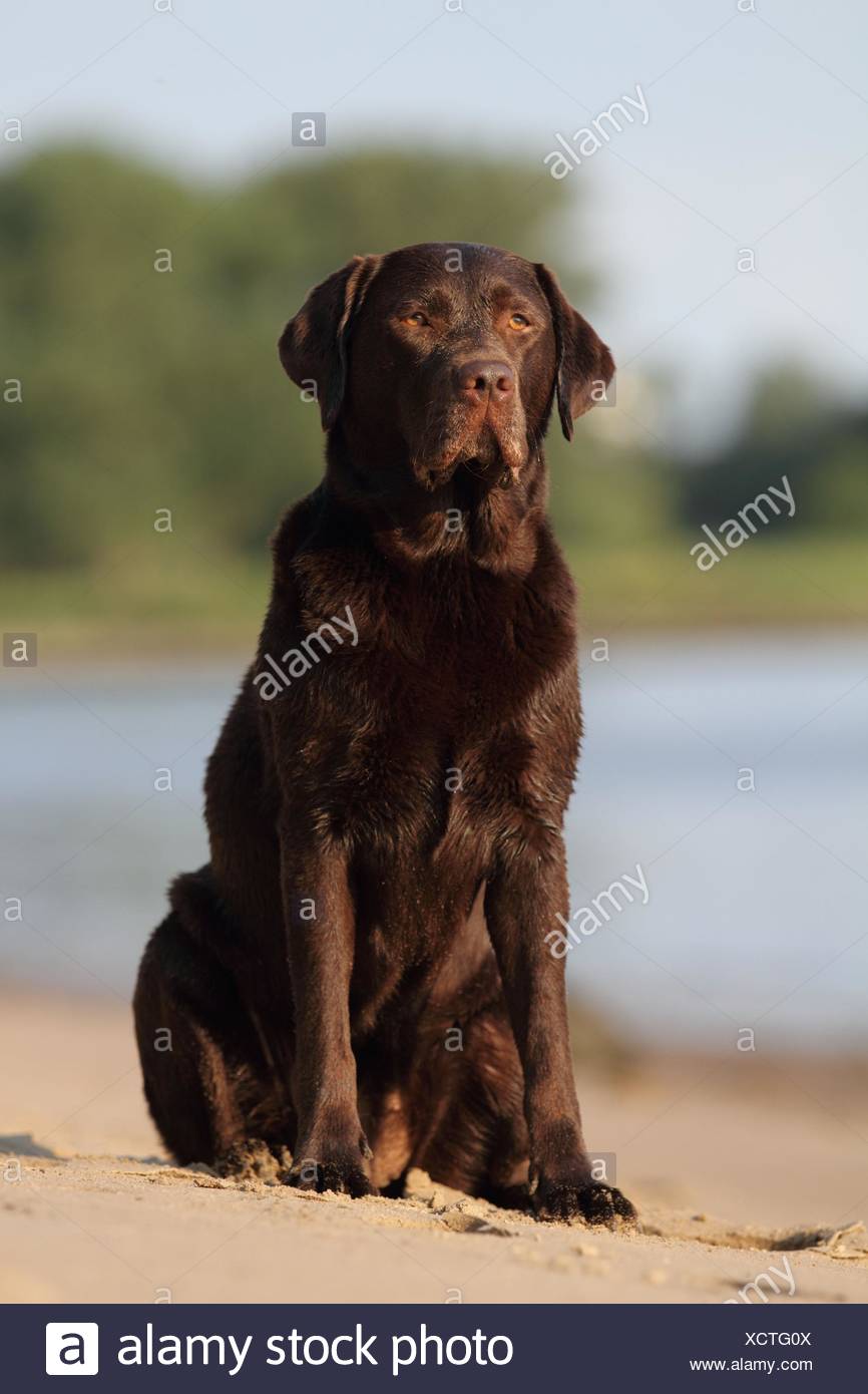 Adult Chocolate Labrador Retriever Sitting High Resolution Stock ...