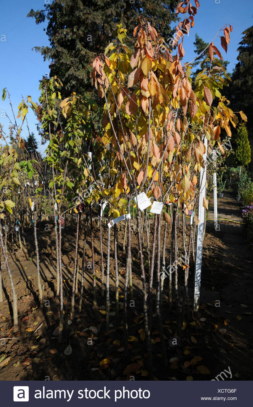 Fruit Tree Nursery High Resolution Stock Photography and Images - Alamy