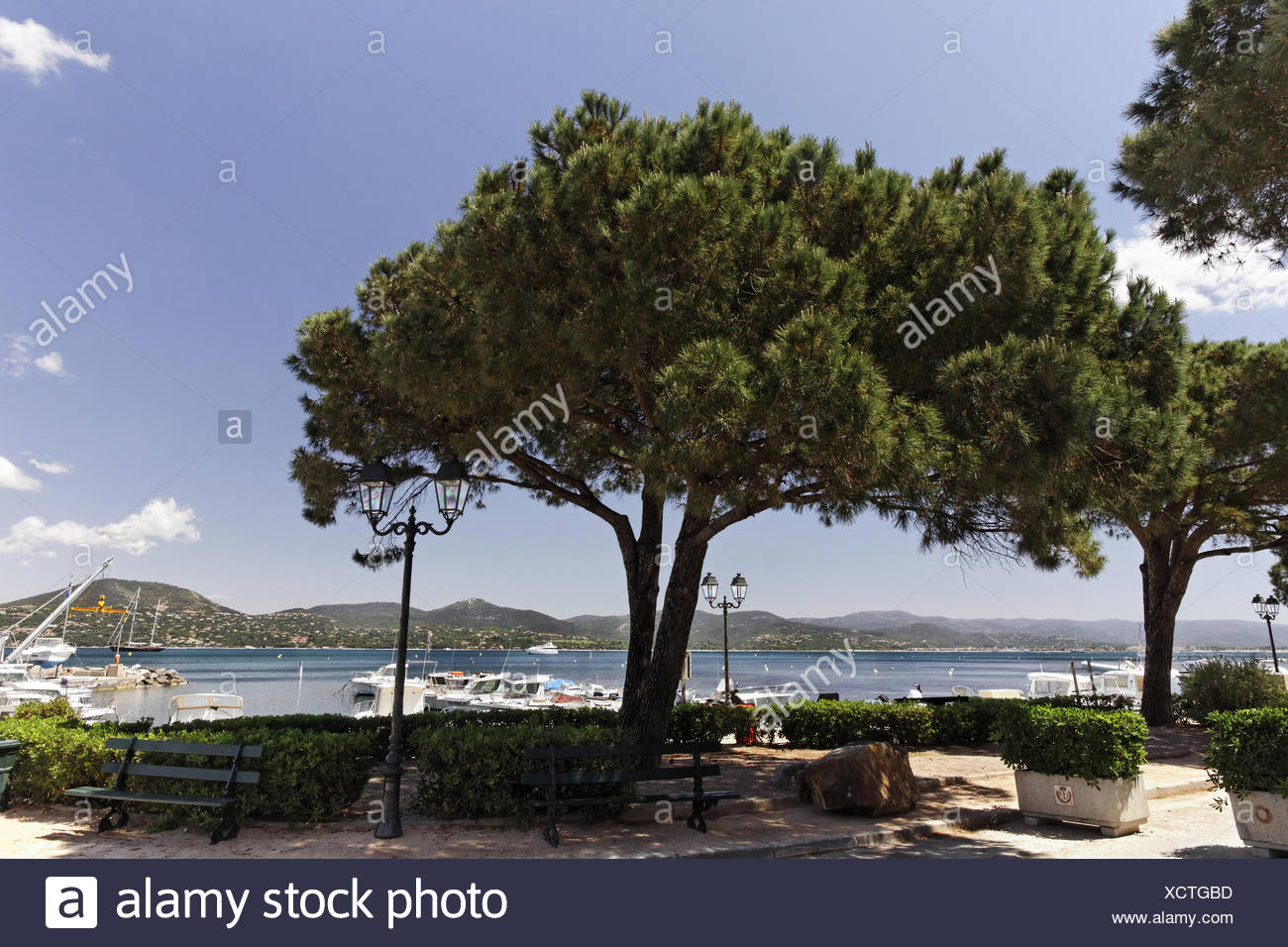 Aleppo Pine Pinus Halepensis High Resolution Stock Photography and ...