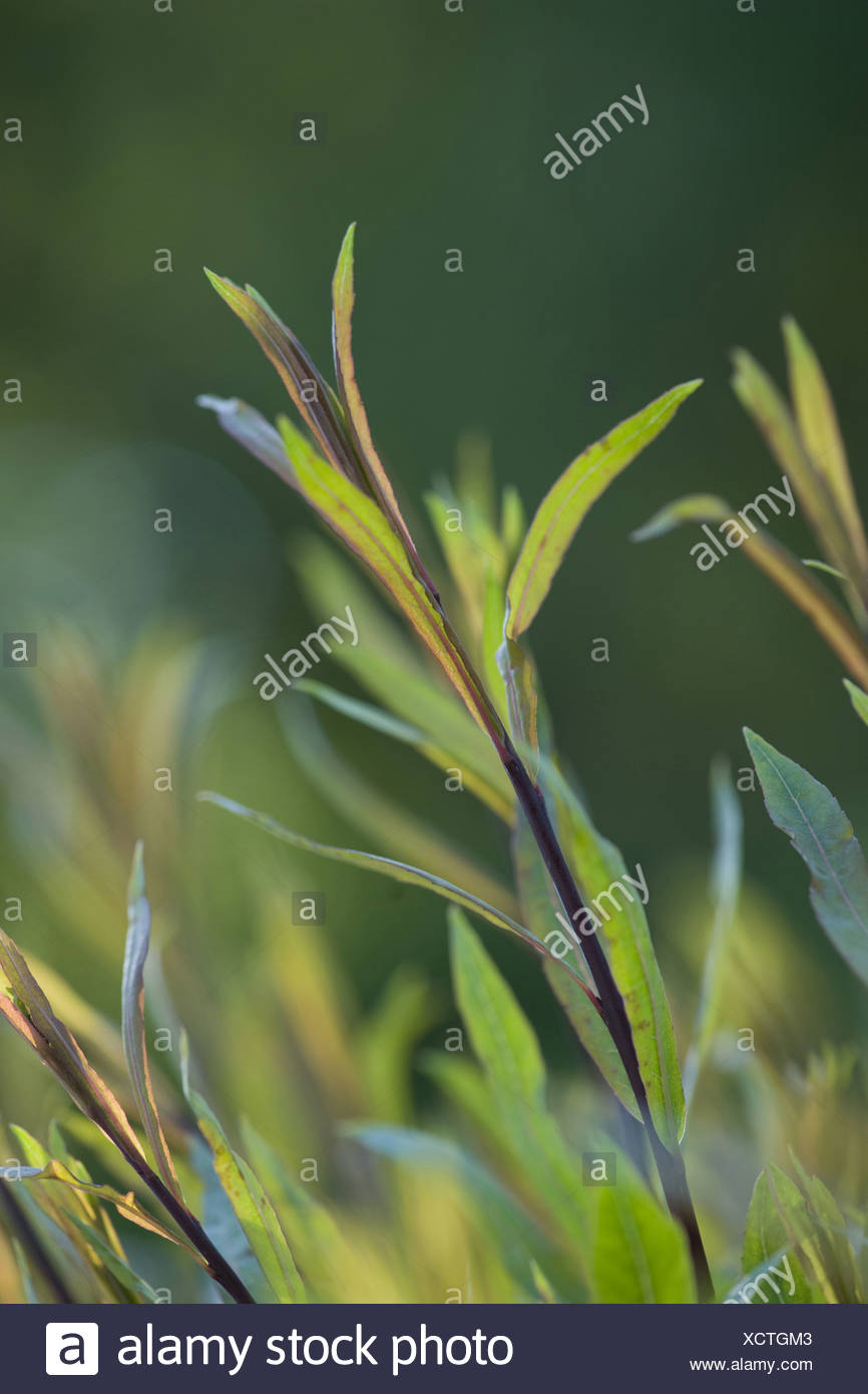 Purple Willow, Salix Purpurea High Resolution Stock Photography and ...