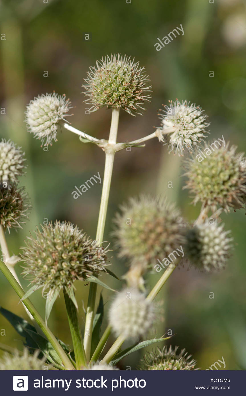 Snake Root High Resolution Stock Photography and Images - Alamy
