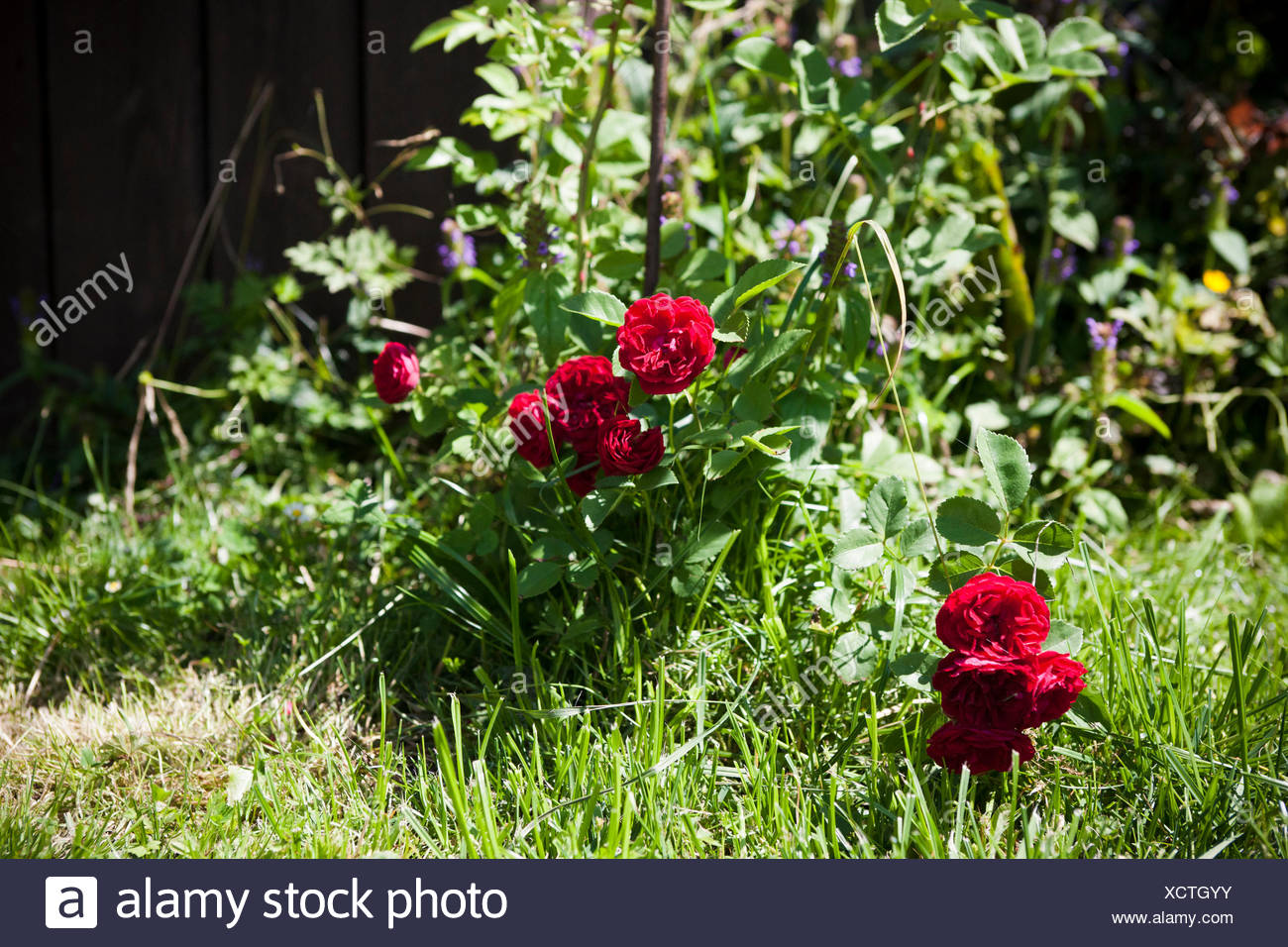 Rambler Plant High Resolution Stock Photography and Images - Alamy
