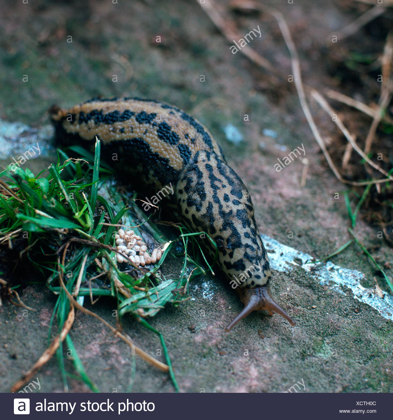 Spotted Leopard Slug Stock Photos & Spotted Leopard Slug Stock Images ...