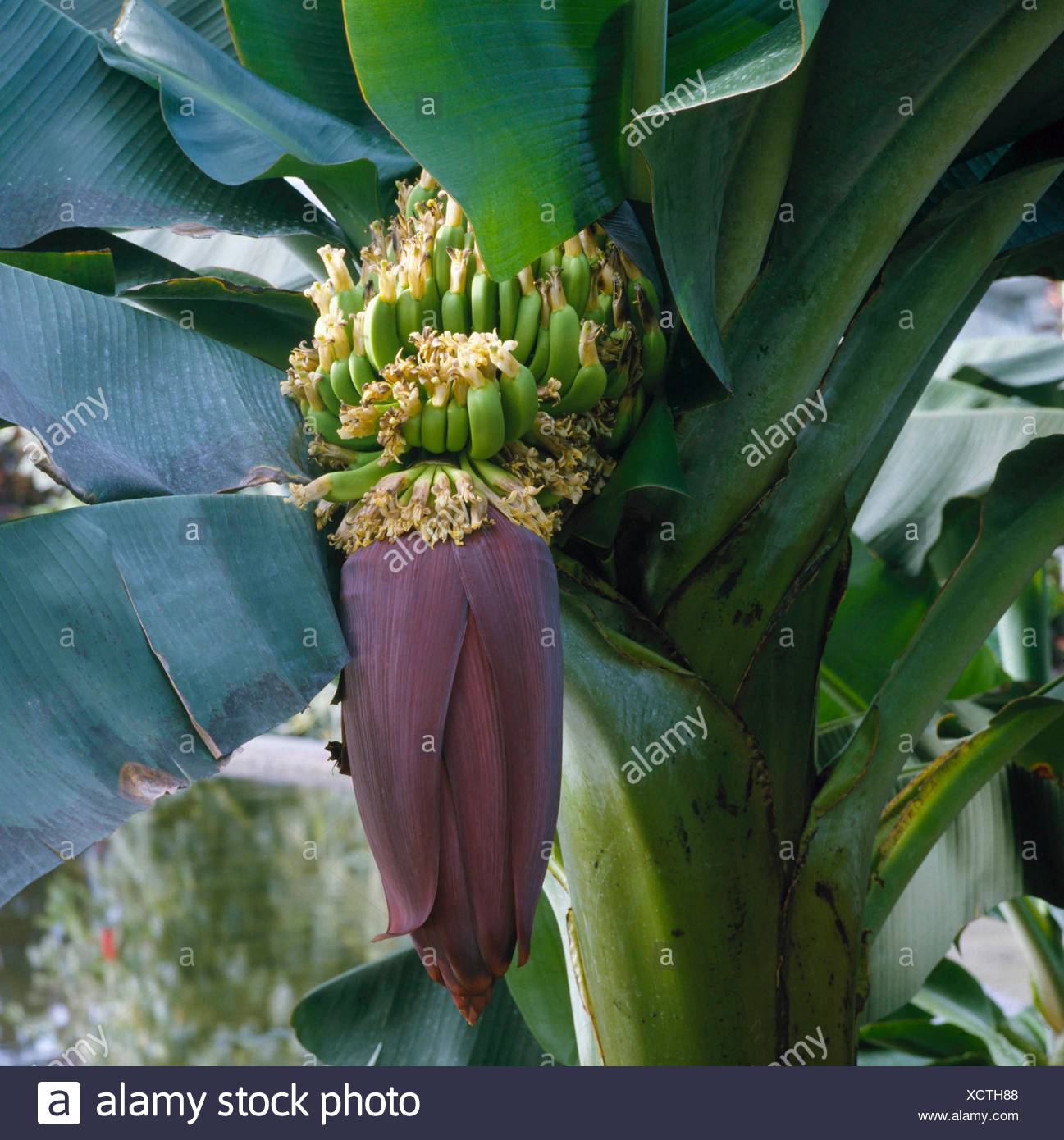 Dwarf Cavendish Stock Photos & Dwarf Cavendish Stock Images - Alamy
