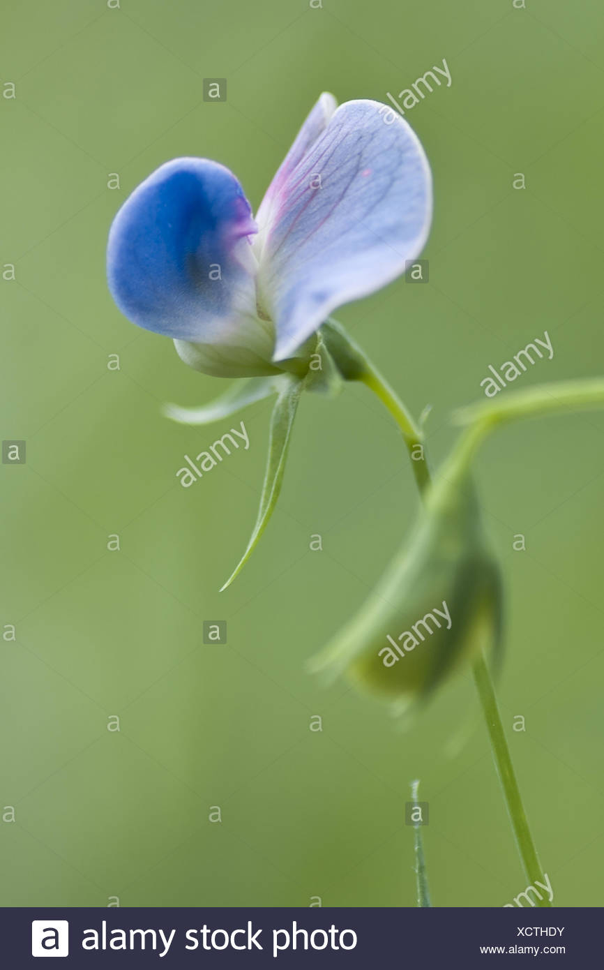 Chickling Pea Lathyrus Sativus High Resolution Stock Photography and ...