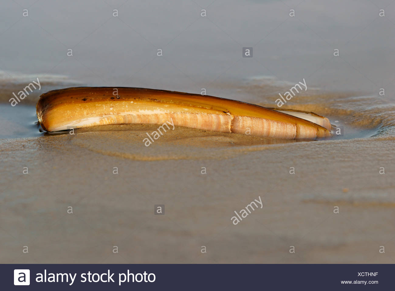 Razor Shell Ensis High Resolution Stock Photography and Images - Alamy
