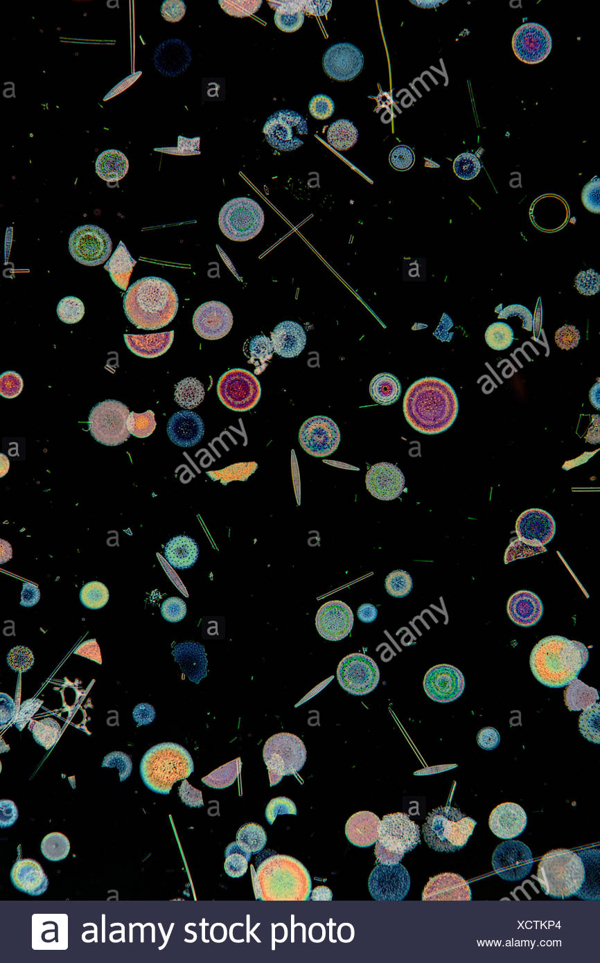 Diatoms Micrograph High Resolution Stock Photography and Images - Alamy