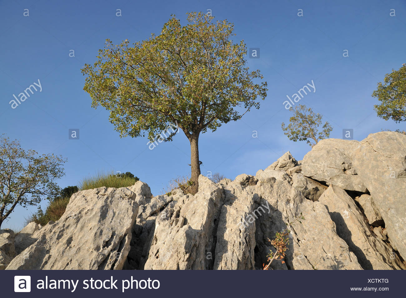 Palestine Oak High Resolution Stock Photography and Images - Alamy