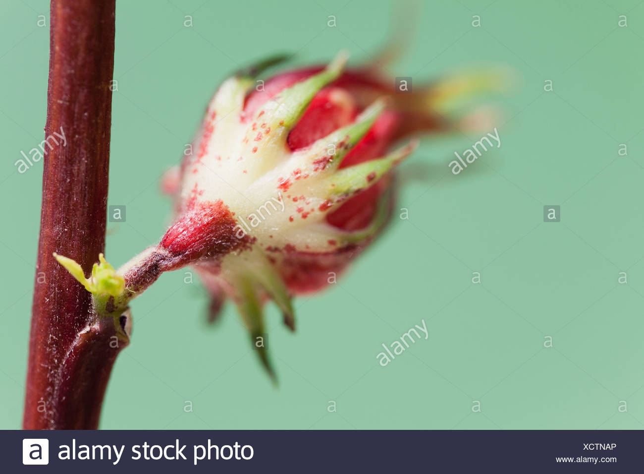 Sepal Stock Photos & Sepal Stock Images - Alamy