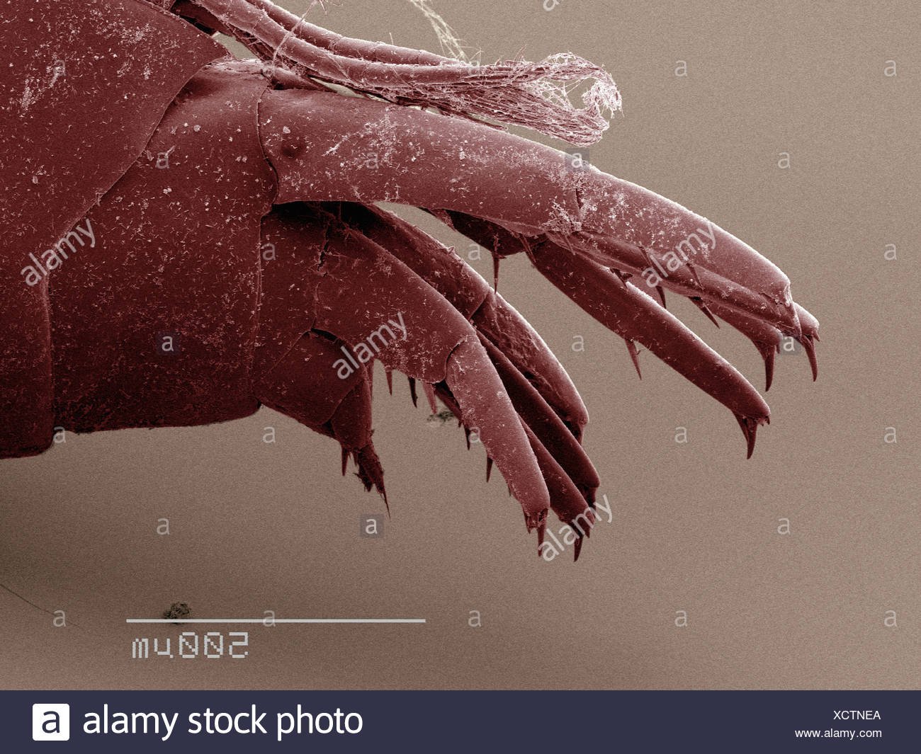 Amphipoda Amphipod High Resolution Stock Photography and Images - Alamy