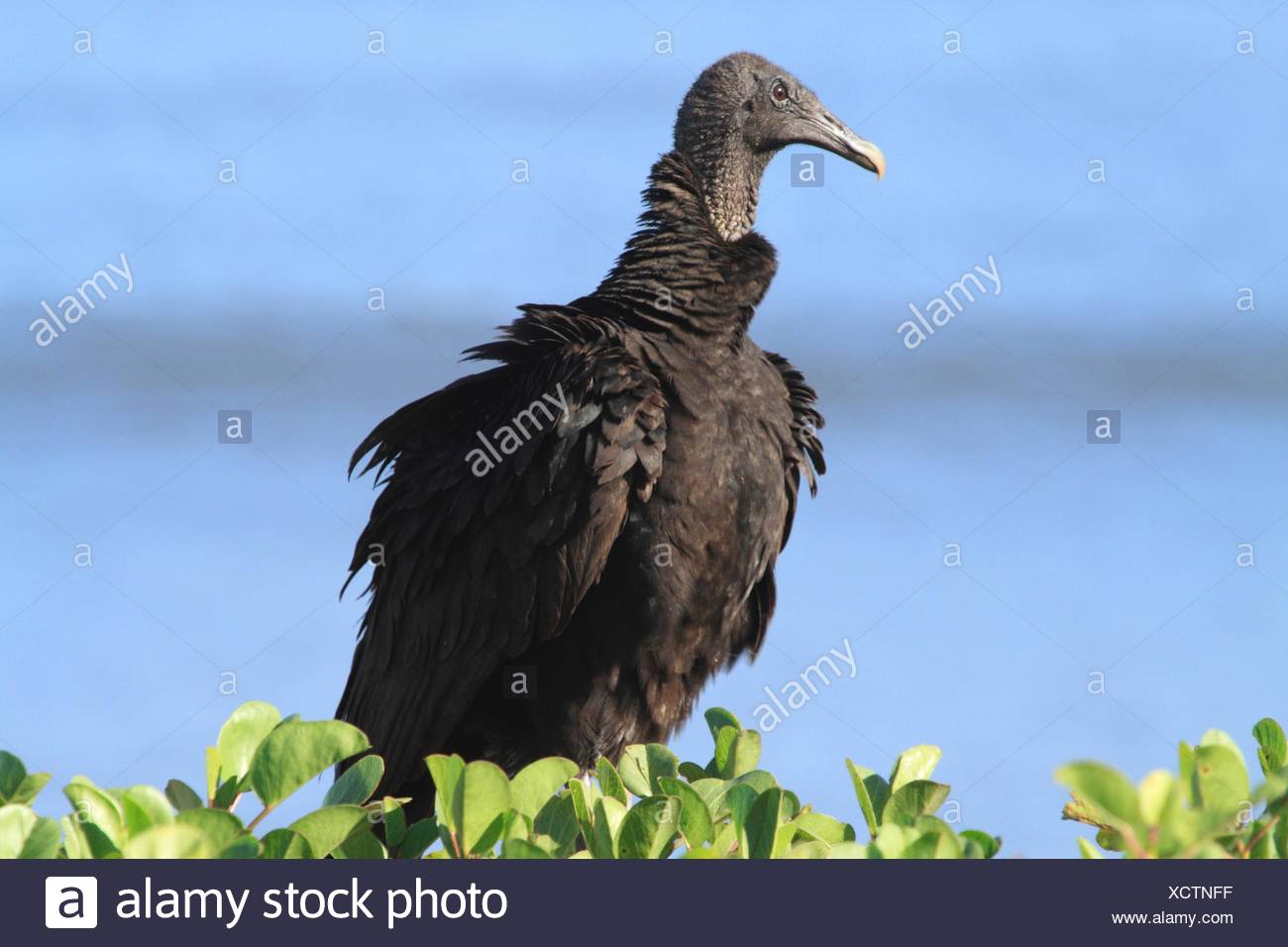 El Zopilote High Resolution Stock Photography and Images - Alamy