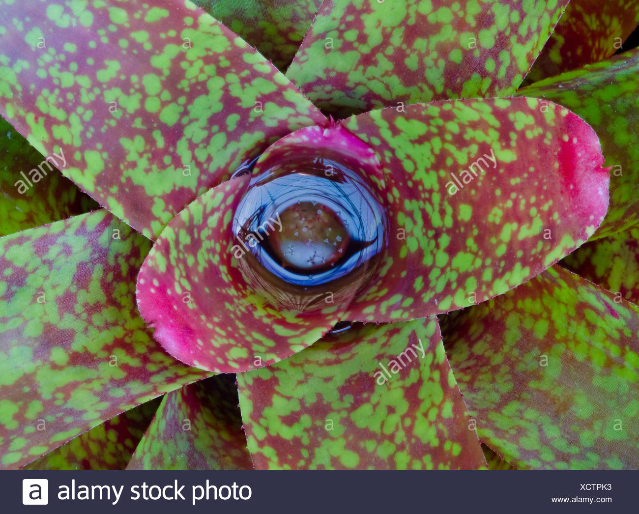 Australian Bromeliads High Resolution Stock Photography and Images - Alamy