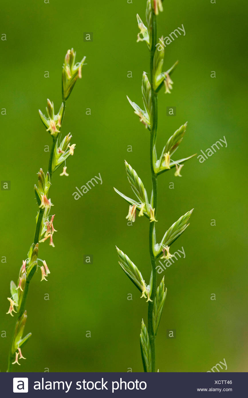 Common Darnel High Resolution Stock Photography and Images - Alamy