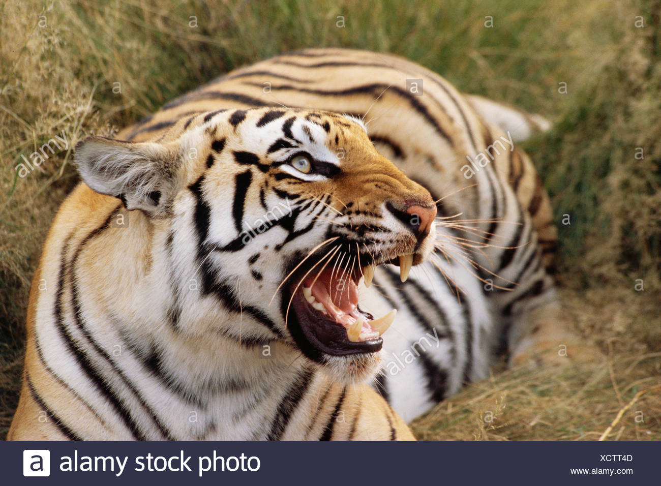 Tiger Growling