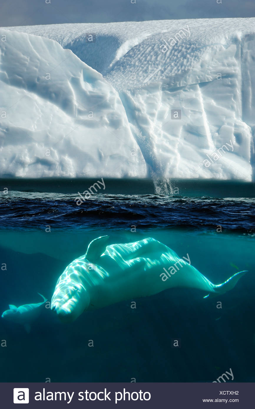 Beluga Whale Beluga Stock Photos & Beluga Whale Beluga Stock Images - Alamy