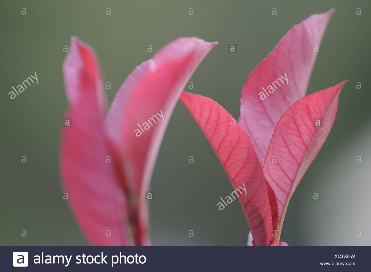 Photinia Red Robin Tree High Resolution Stock Photography and Images ...