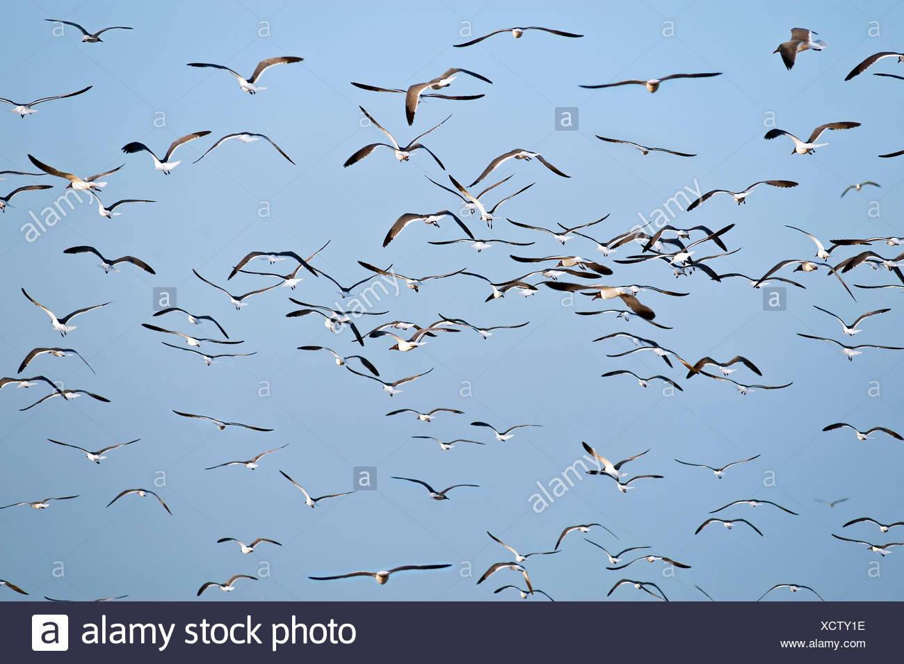 Seagulls In Flight High Resolution Stock Photography and Images - Alamy