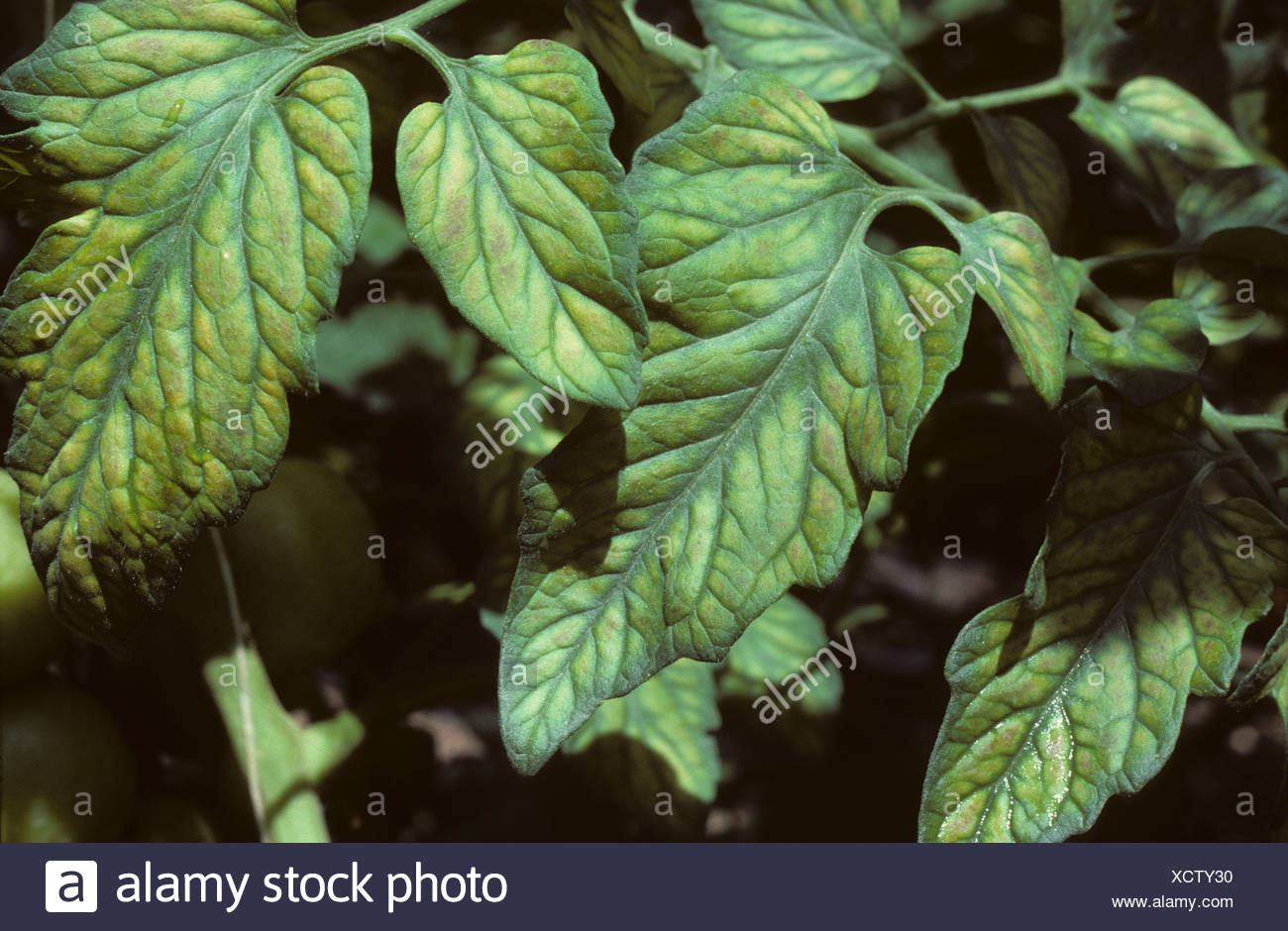 Magnesium Deficiency Leaves High Resolution Stock Photography and ...
