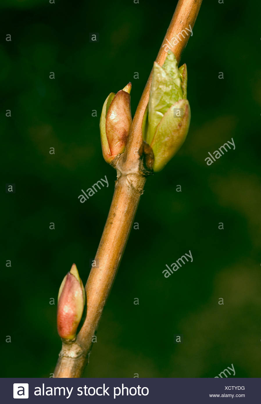 Bud Opening New Shoot Growth Stock Photos & Bud Opening New Shoot ...