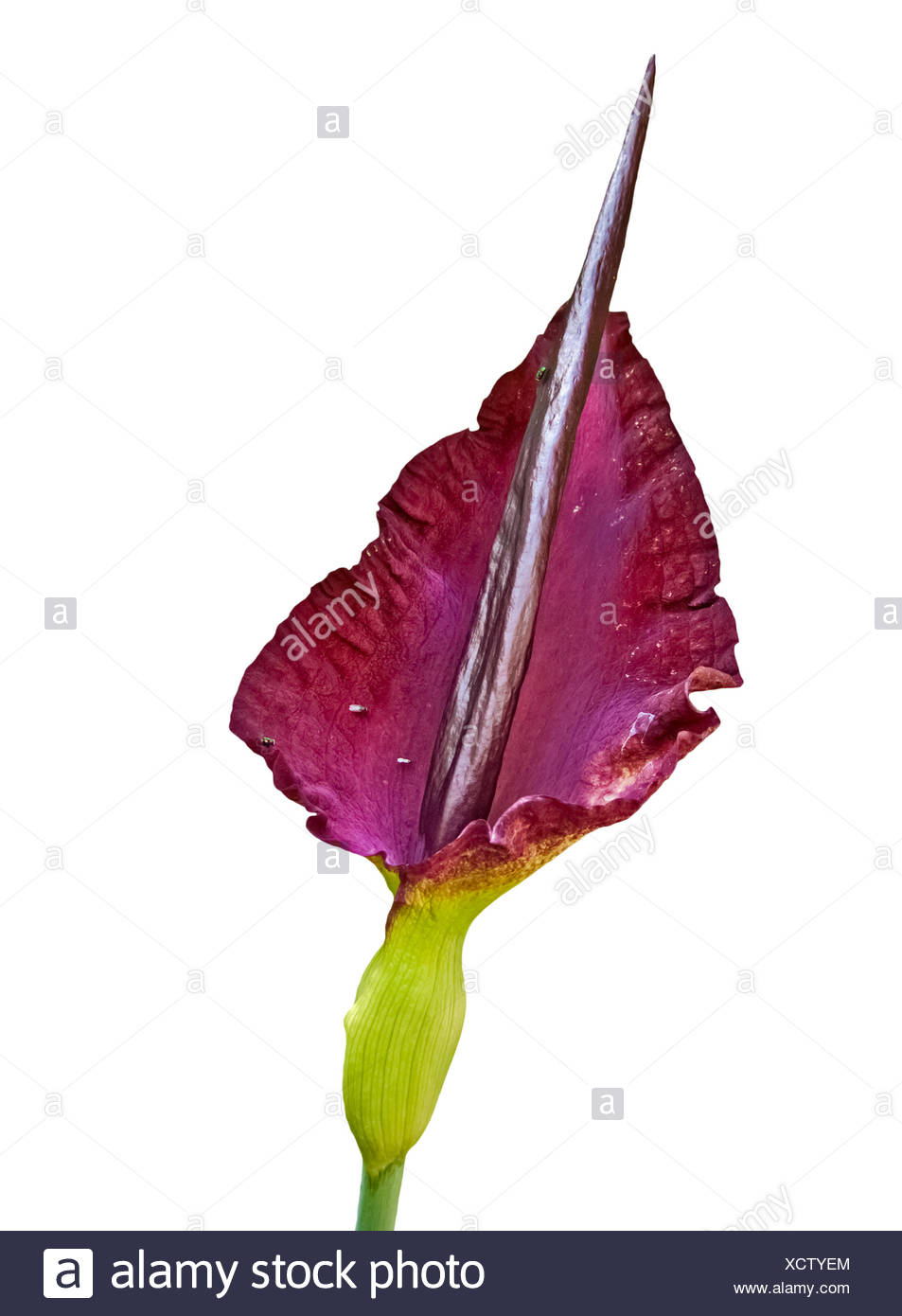 Tuber Plants High Resolution Stock Photography and Images - Alamy