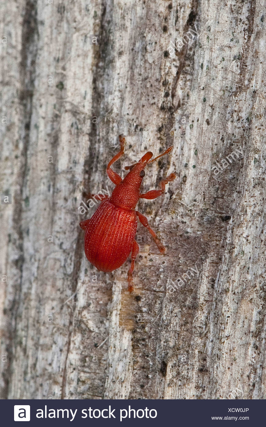 Dead Weevil High Resolution Stock Photography and Images - Alamy
