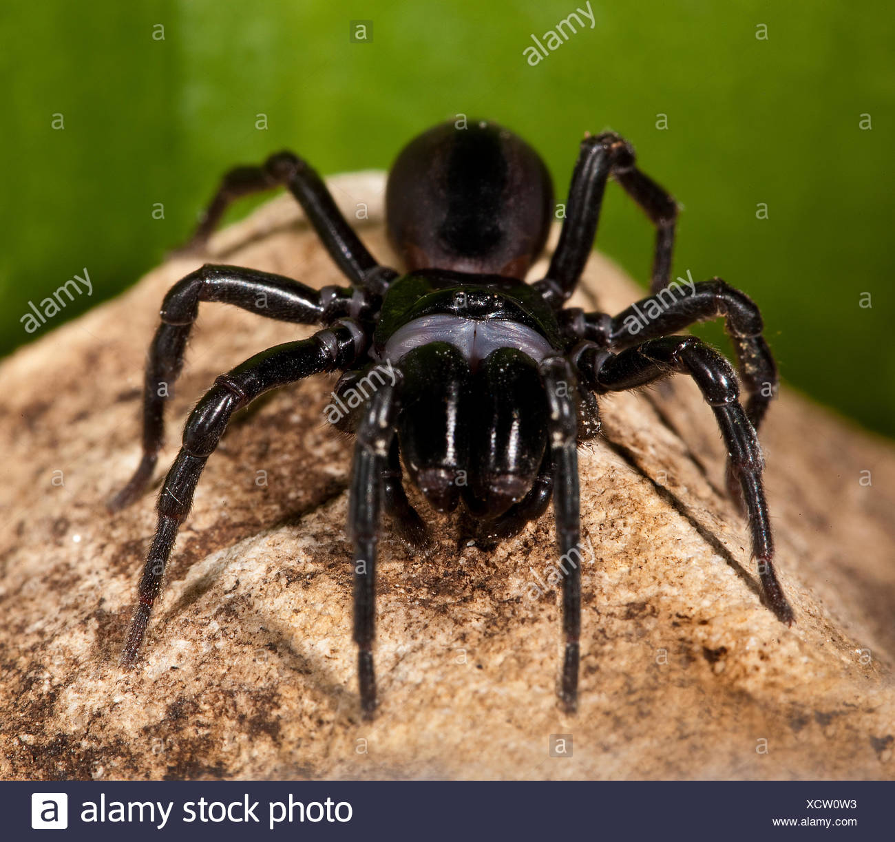 Atypus High Resolution Stock Photography and Images - Alamy