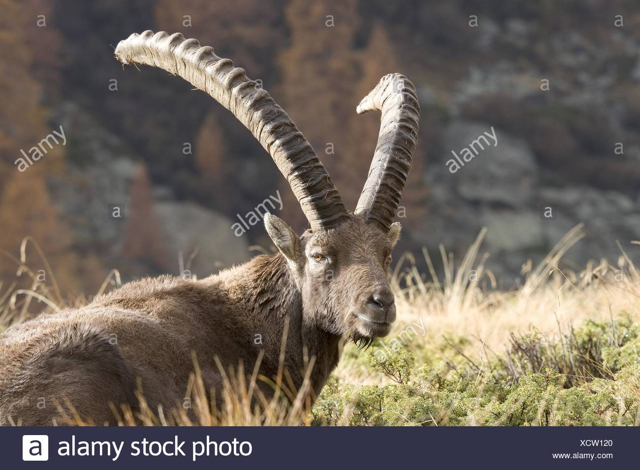 Capra Ibex Lying Stock Photos & Capra Ibex Lying Stock Images - Alamy