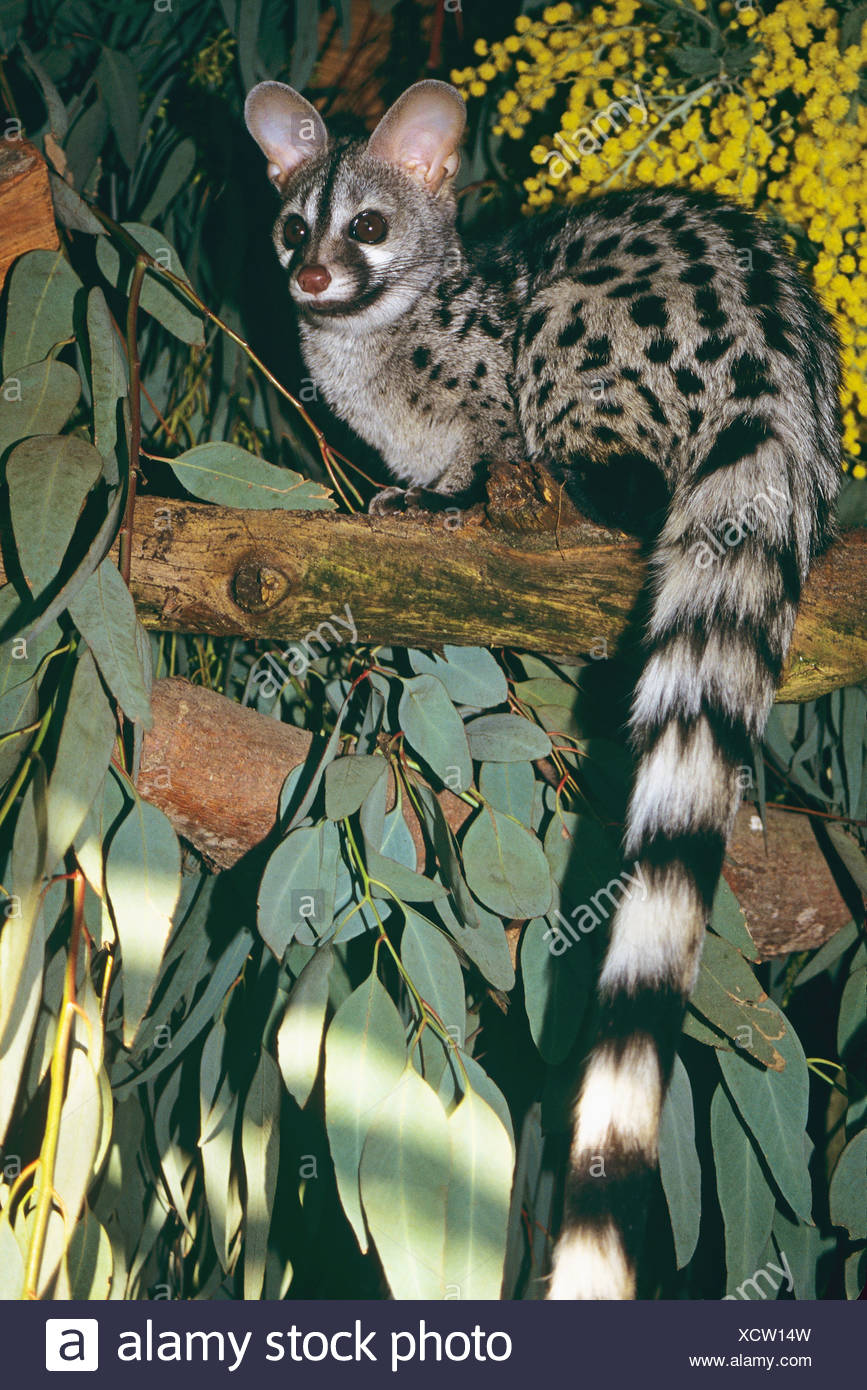Large Spotted Genet Stock Photos & Large Spotted Genet Stock Images - Alamy
