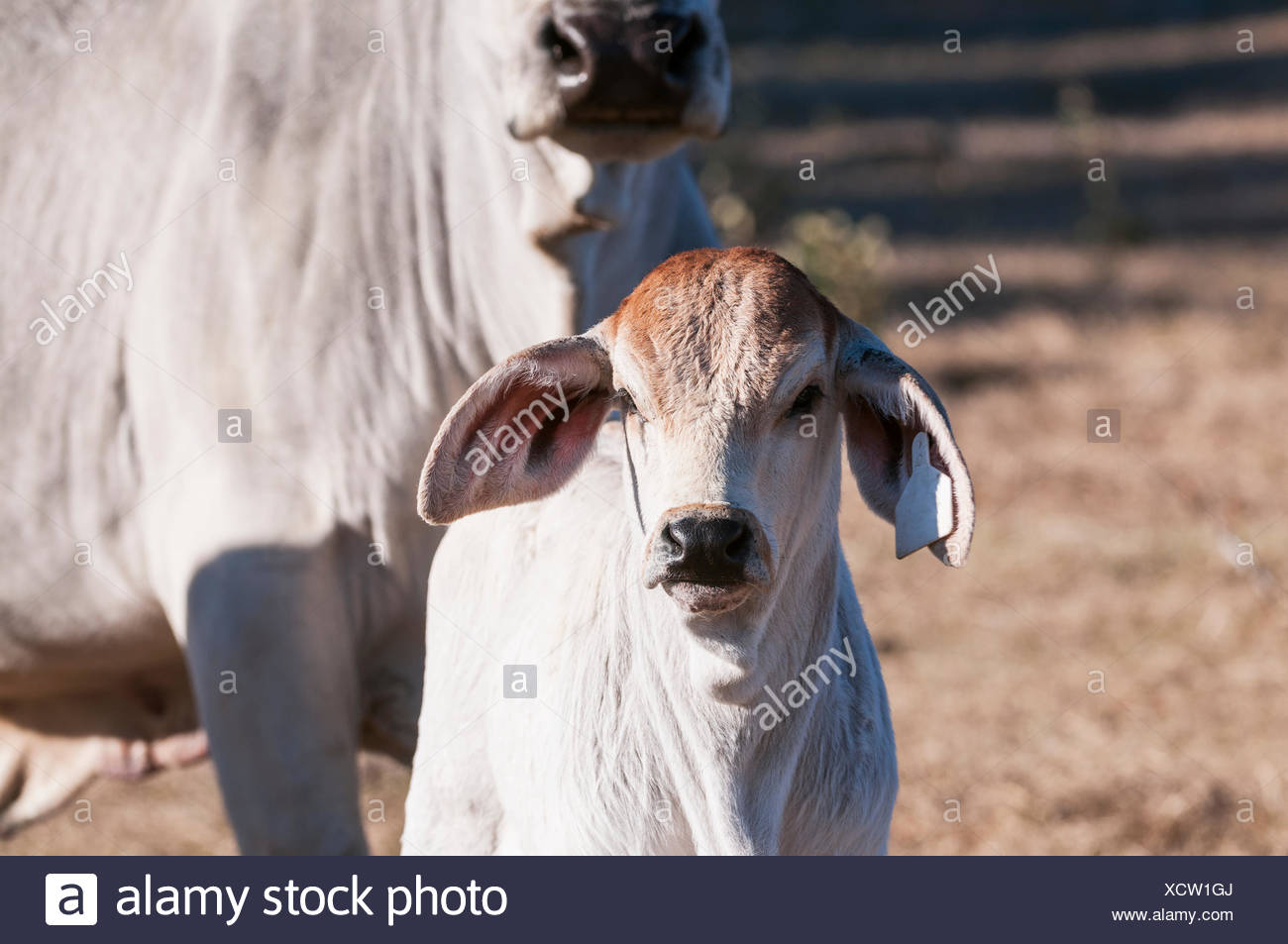 American Brahman Cattle High Resolution Stock Photography and Images ...
