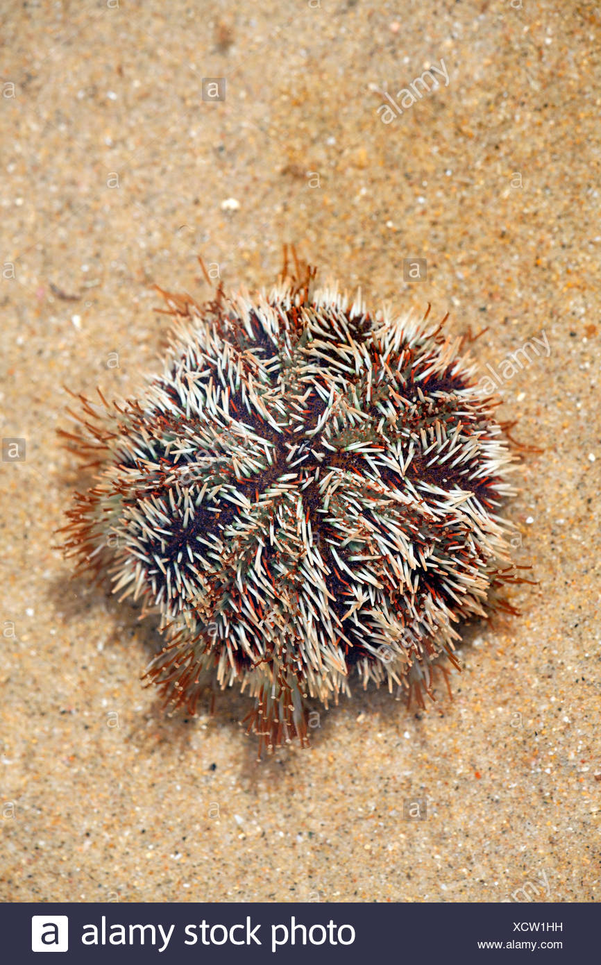 Dead Sea Urchin High Resolution Stock Photography and Images - Alamy
