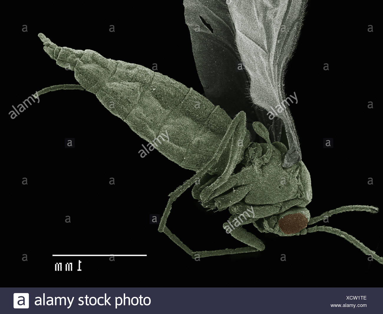 Black Gnat Stock Photos & Black Gnat Stock Images - Alamy