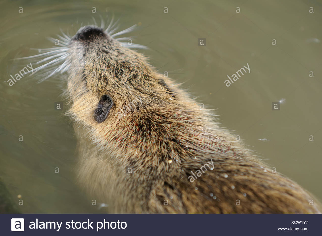 Biberratten High Resolution Stock Photography and Images - Alamy