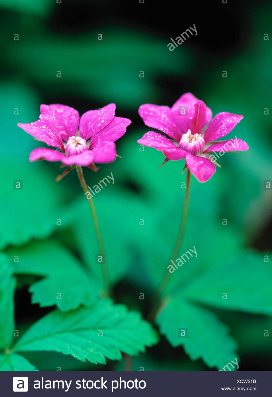 Articus High Resolution Stock Photography and Images - Alamy