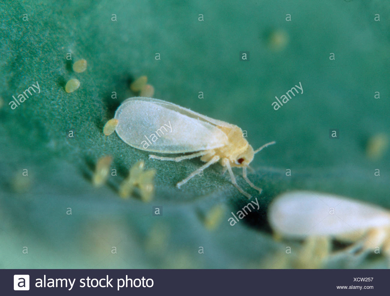 Tabaci High Resolution Stock Photography and Images - Alamy