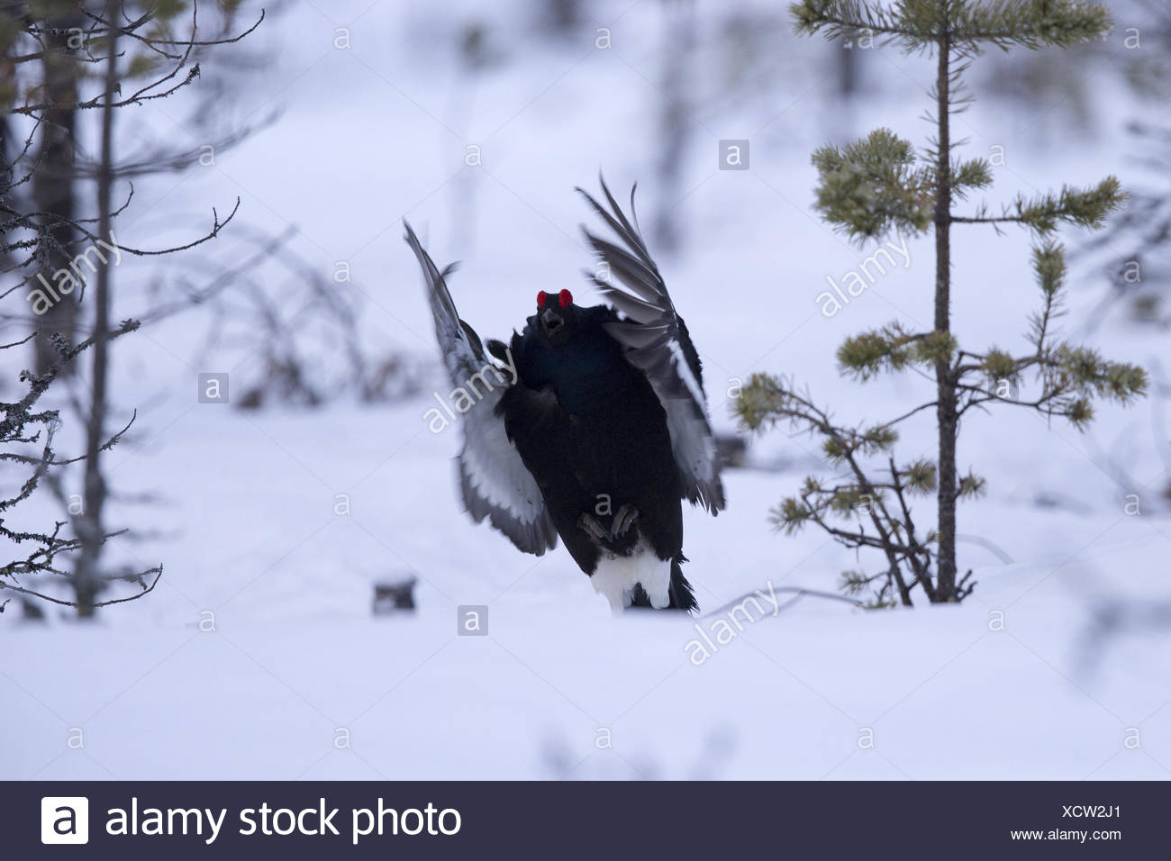 Grouse Flying High Resolution Stock Photography and Images - Alamy