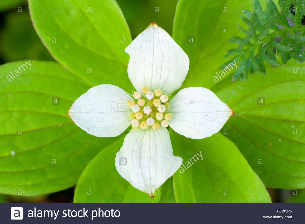 Canadian Bunchberry Stock Photos & Canadian Bunchberry Stock Images - Alamy