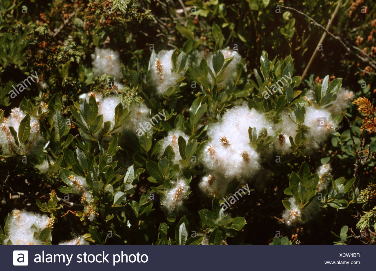 Fruiting Trees High Resolution Stock Photography and Images - Alamy