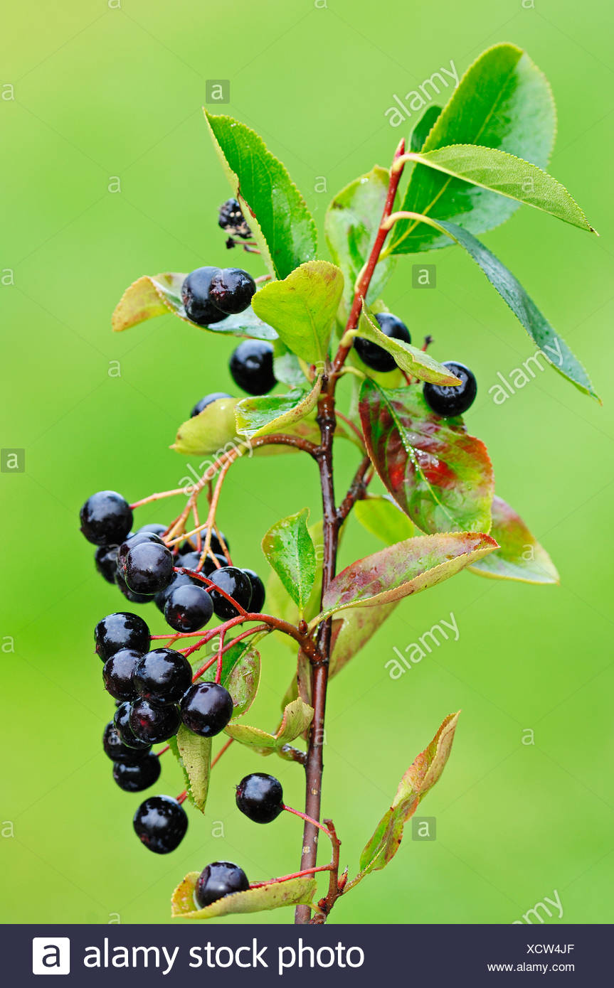 Juneberry Amelanchier Lamarckii High Resolution Stock Photography and ...