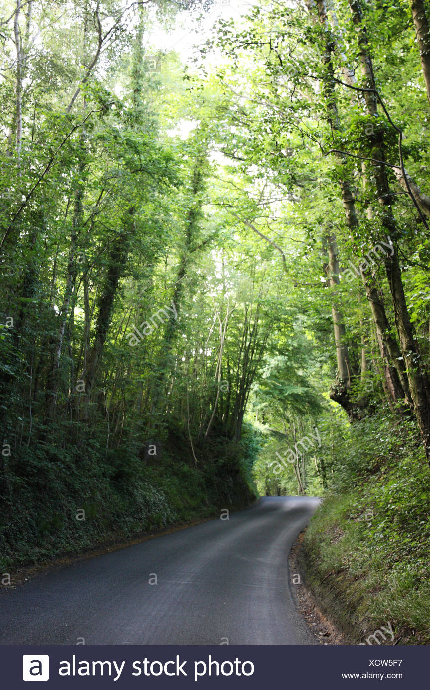 Weald Of Kent Tree High Resolution Stock Photography and Images - Alamy