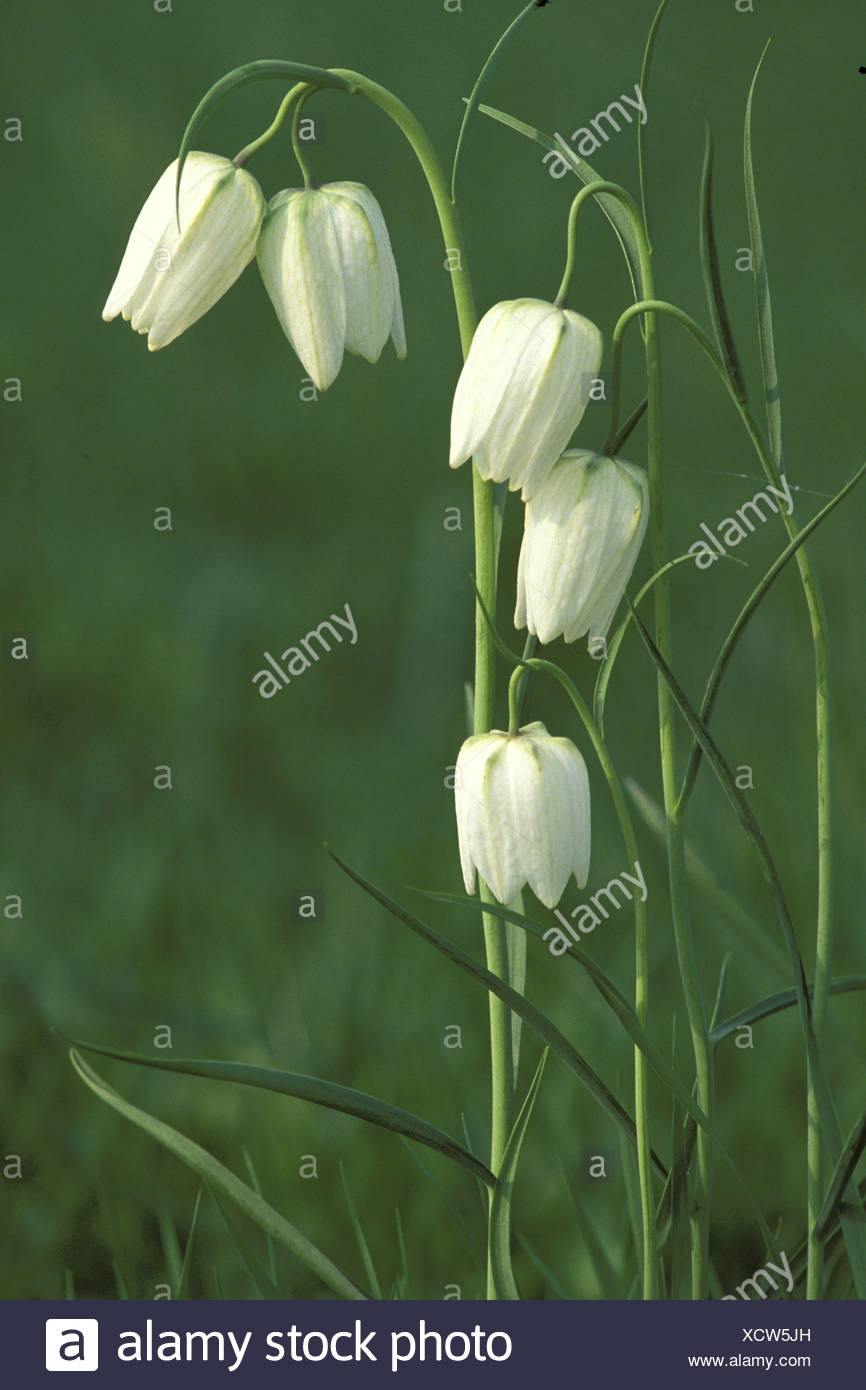 Snakehead Fritillary High Resolution Stock Photography and Images - Alamy